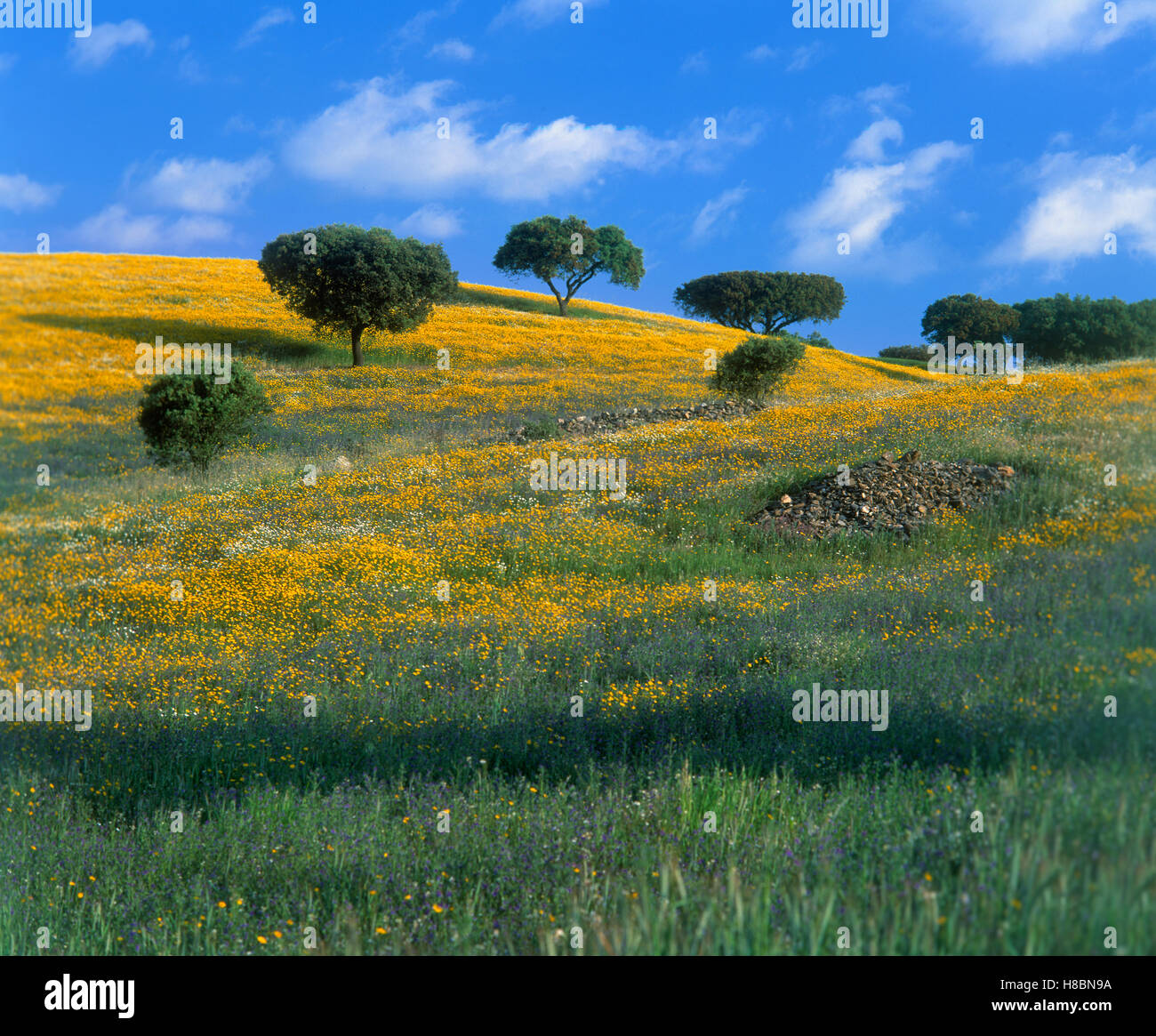 Trees in wildflower meadow, Extremadura, Spain Stock Photo - Alamy