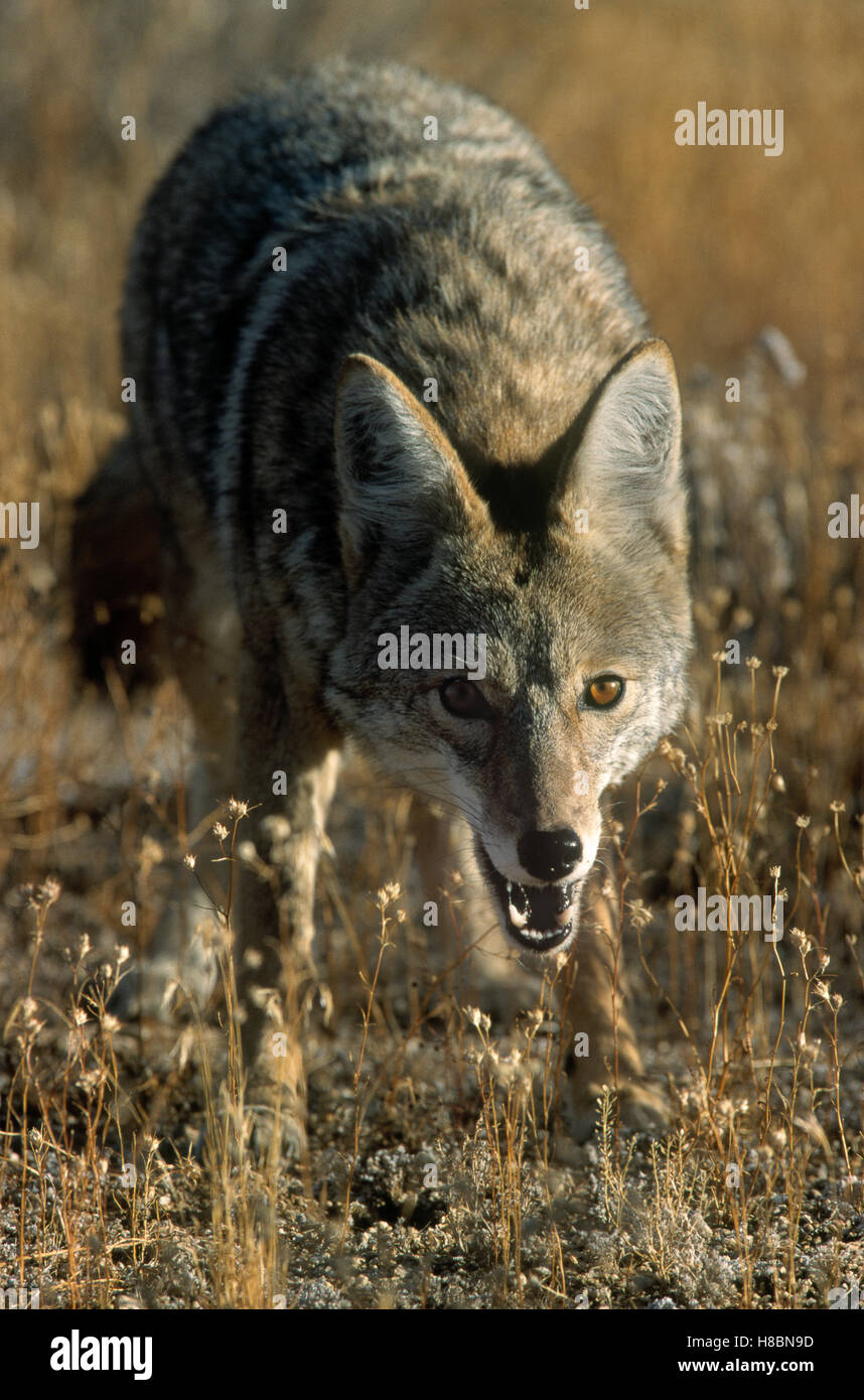 Coyote (Canis latrans) showing aggressive behavior, California Stock ...