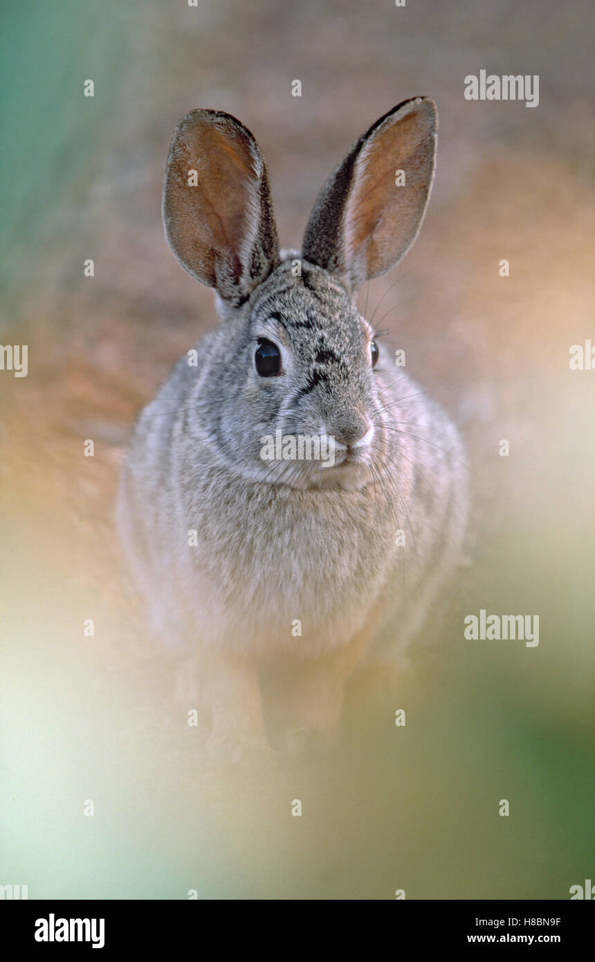 Black-tailed Jackrabbit (Lepus californicus), California Stock Photo ...