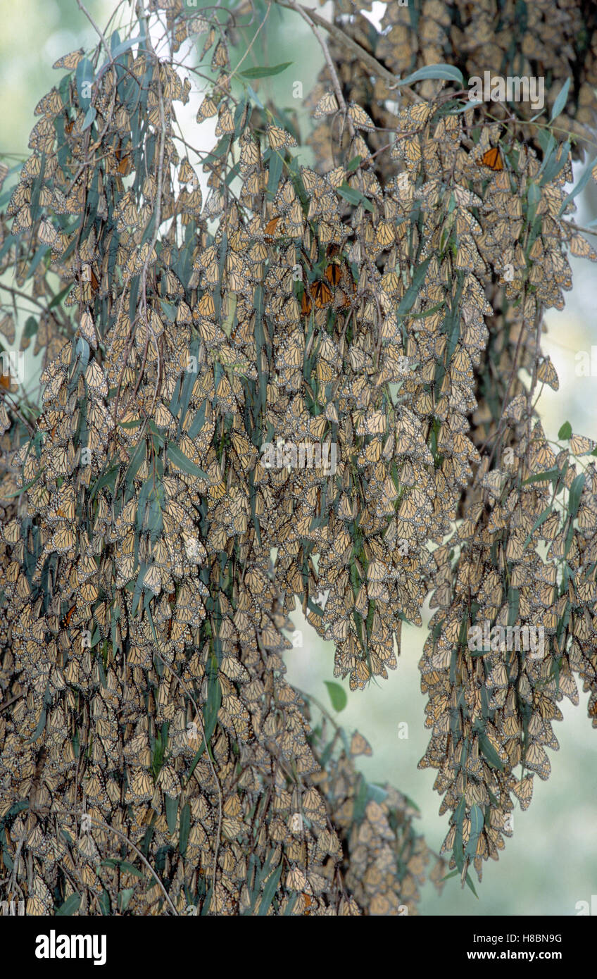Monarch (Danaus plexippus) branches covered with butterflies, Pacific ...