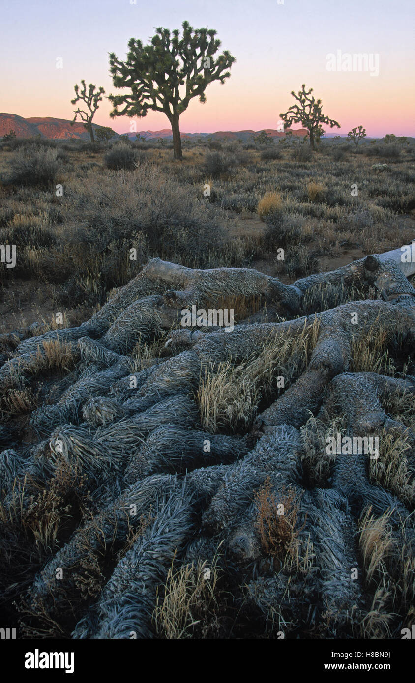 Joshua Tree (Yucca brevifolia) roots and trees, Mojave Desert ...