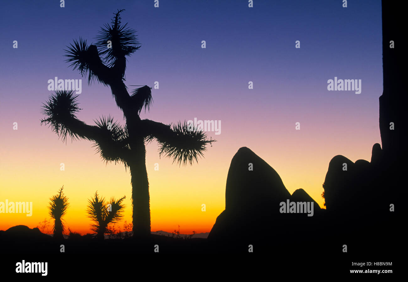 Joshua Tree (Yucca brevifolia) at sunset, Mojave Desert, California ...