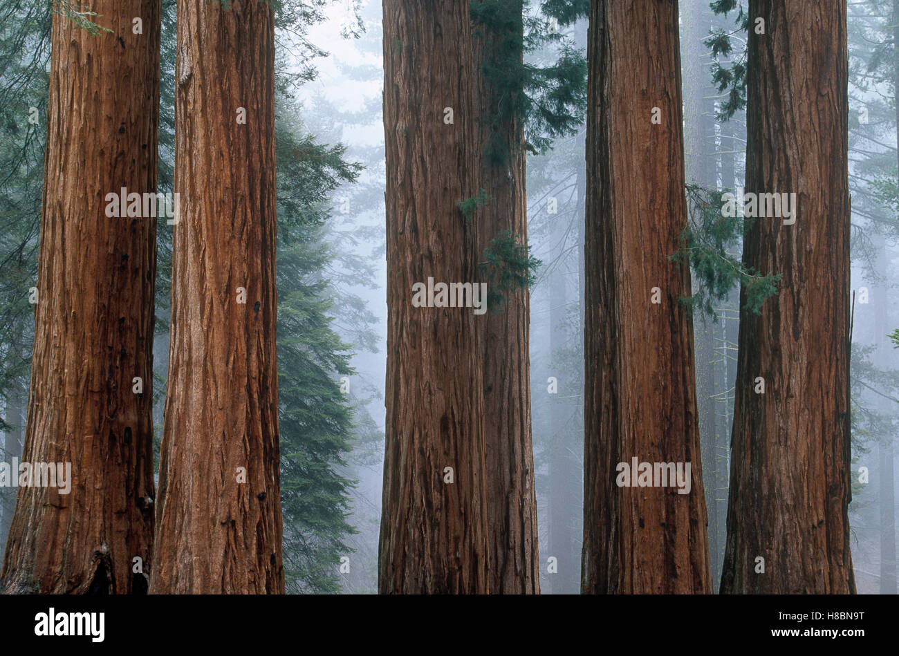Giant Sequoia (Sequoiadendron giganteum) tree trunks, California Stock ...