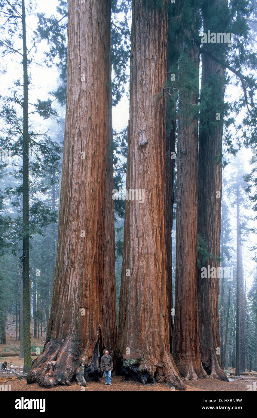 Giant Sequoia (Sequoiadendron giganteum) trees and man, California ...