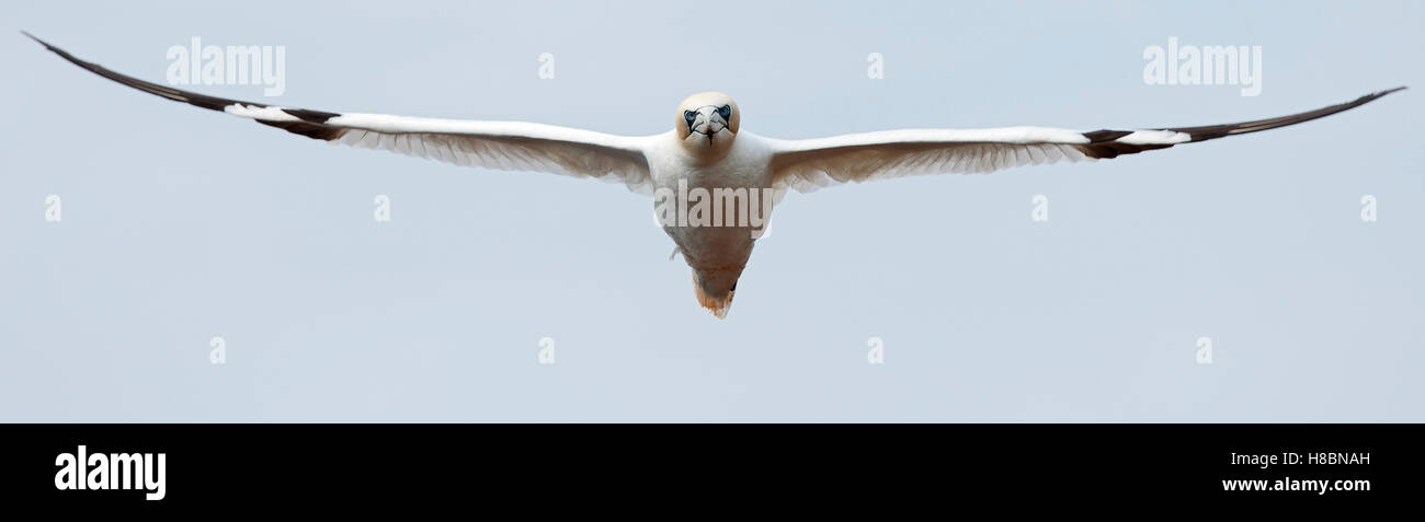 Northern Gannet (Morus bassanus) flying, Helgoland, Germany Stock Photo ...