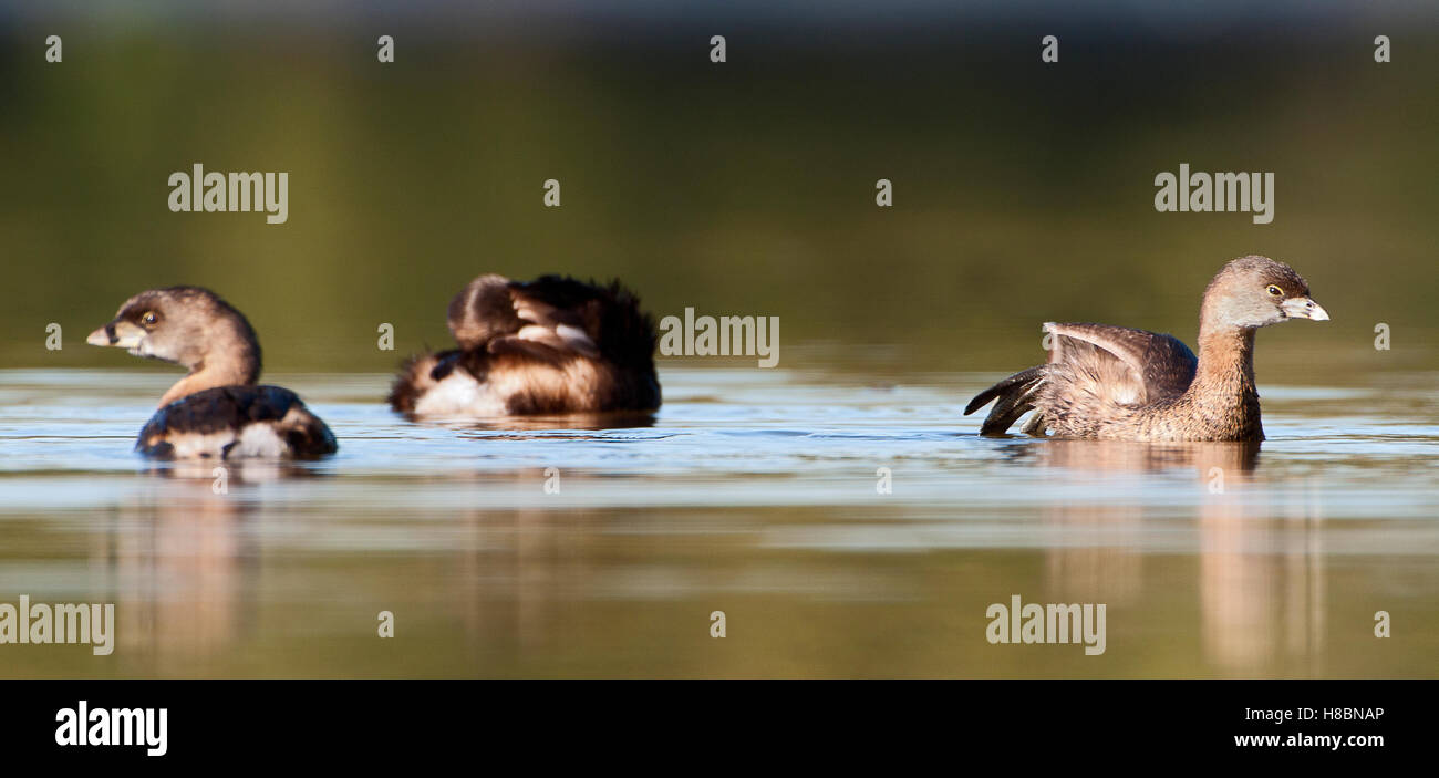 Pied-billed Grebe (Podilymbus podiceps) group on water, Sanibel Island ...