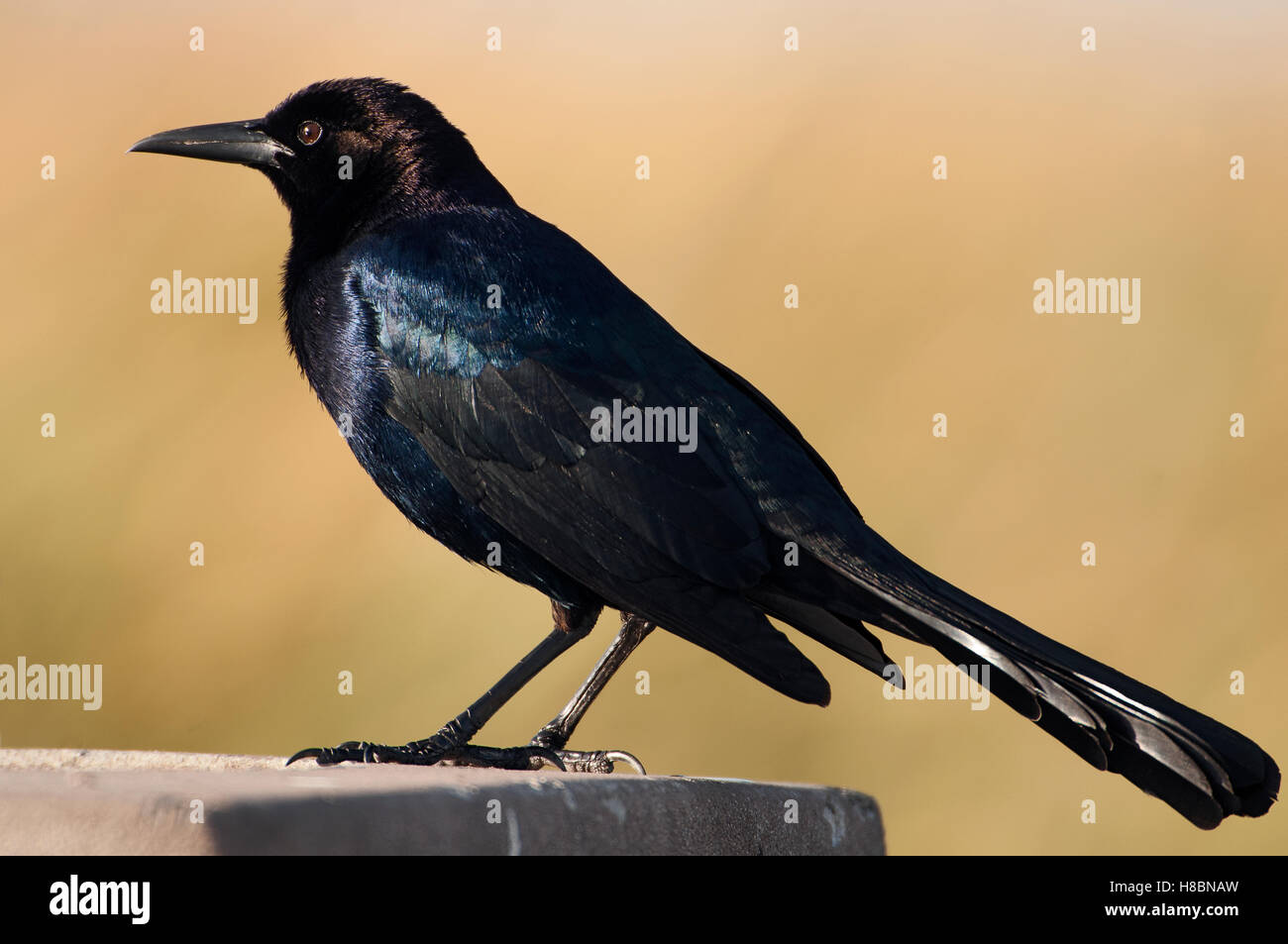 Boat-tailed Grackle (Quiscalus major), Everglades National Park ...