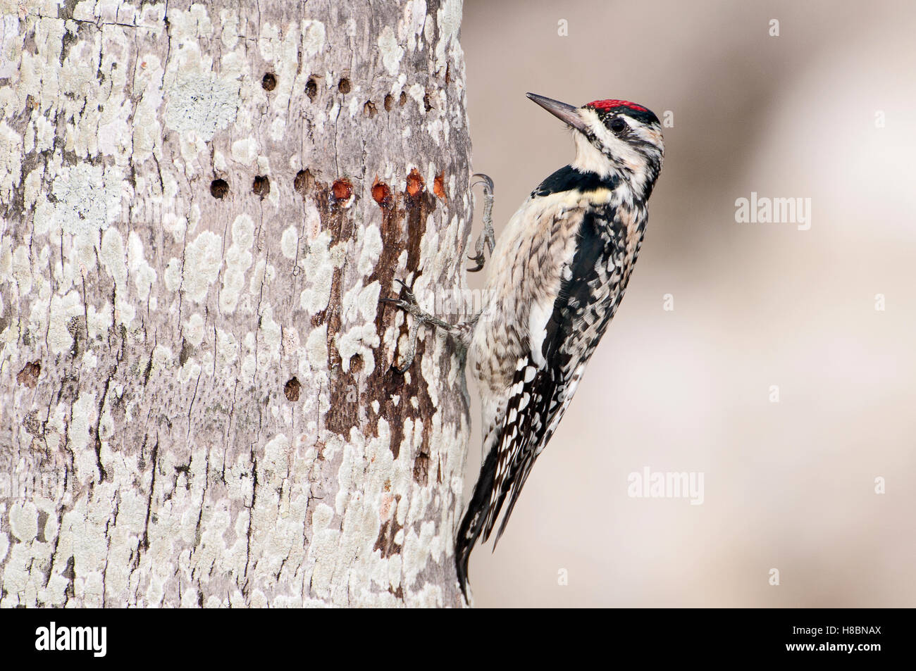 Yellow-bellied Sapsucker (Sphyrapicus varius) at its sap wells on a ...