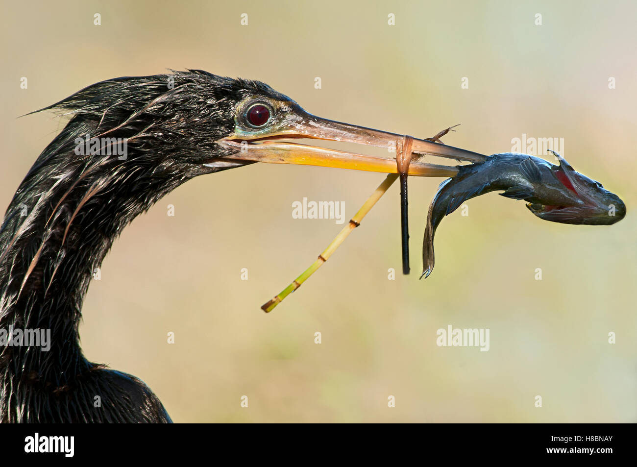 American Darter (Anhinga anhinga) with fish prey in its bill ...