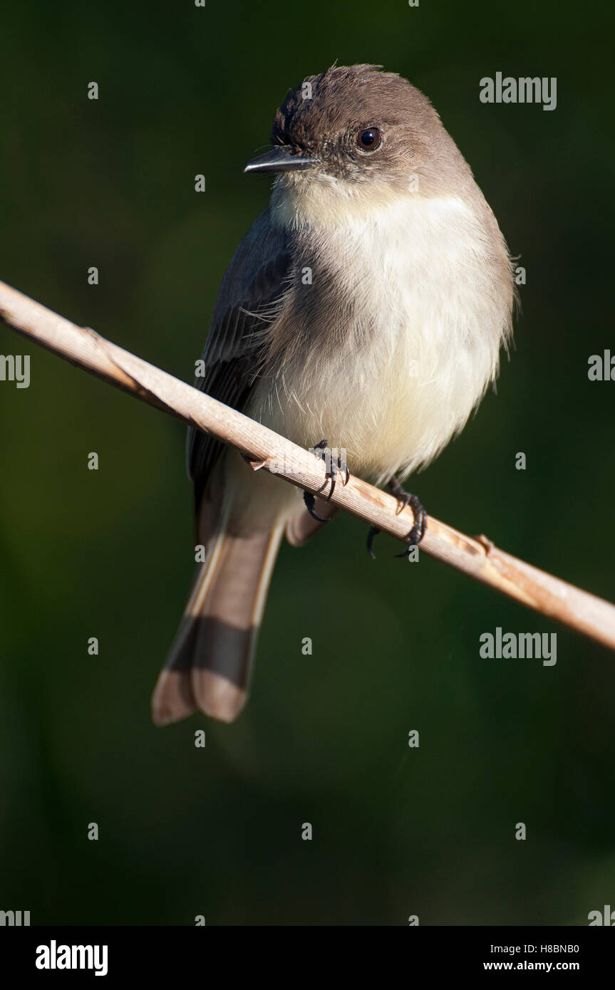 Eastern Phoebe (Sayornis phoebe), Everglades National Park, Florida ...
