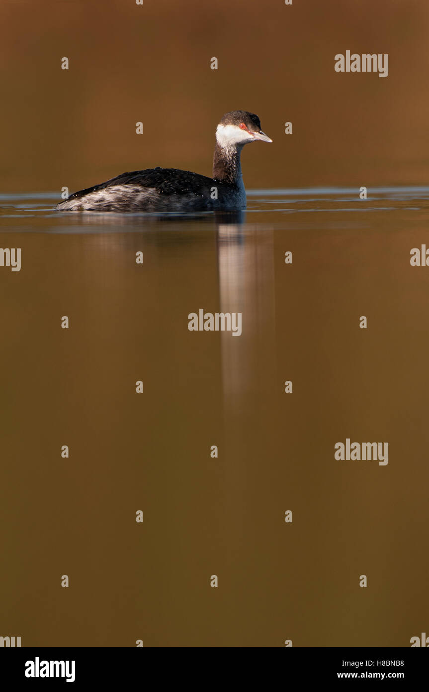 Horned Grebe (Podiceps auritus) on water, Lauwersmeer, Groningen ...