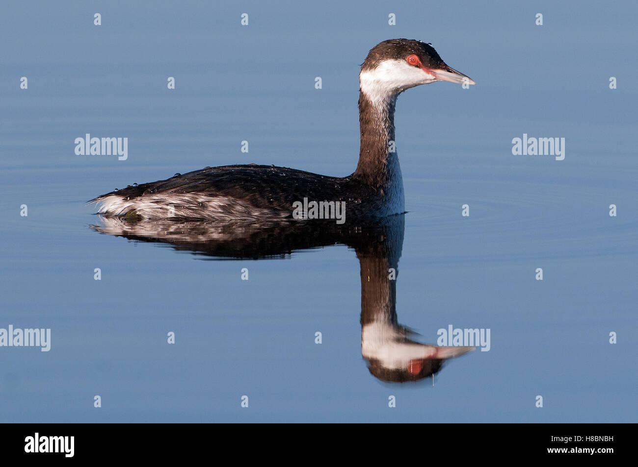 Horned Grebe (Podiceps auritus) on the water, Lauwersmeer, Groningen ...