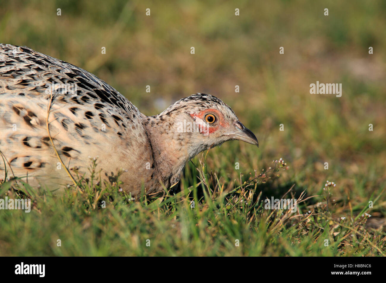 Ring-necked Pheasant (Phasianus colchicus) female ducking down, Texel ...