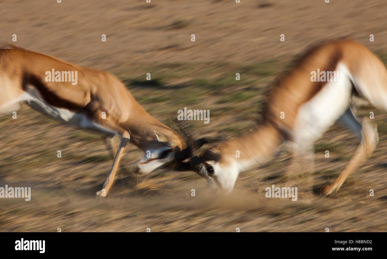 Springbok (Antidorcas marsupialis) rams fighting, Nossob River ...