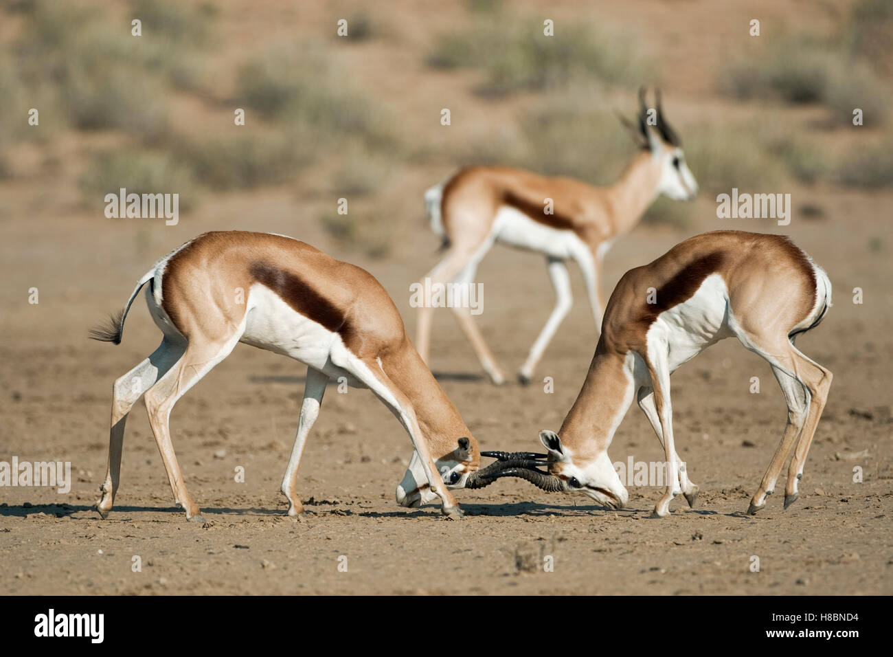 Springbok (Antidorcas marsupialis) rams fighting, Nossob River ...