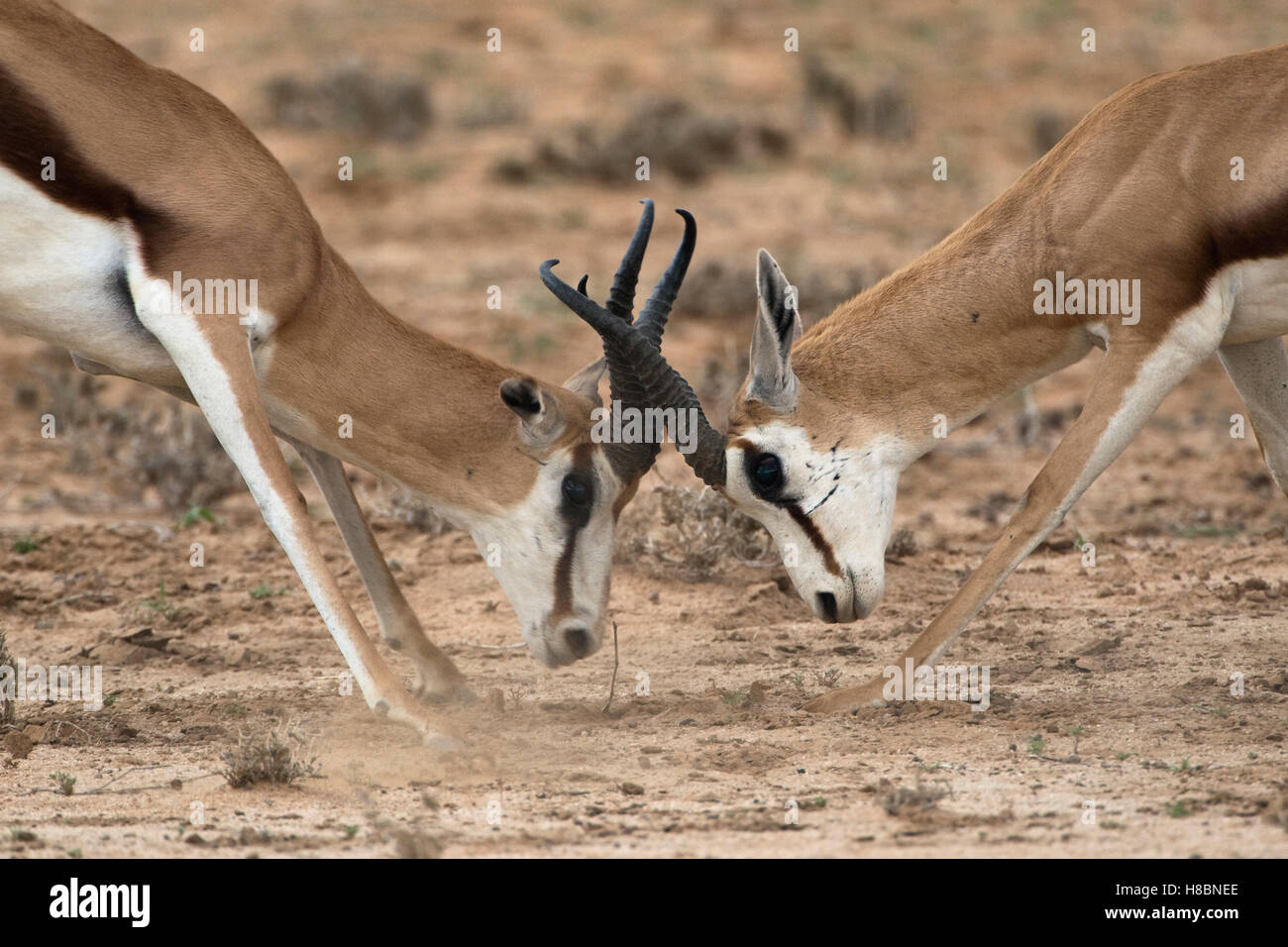 Springbok (Antidorcas marsupialis) rams fighting, Nossob River ...
