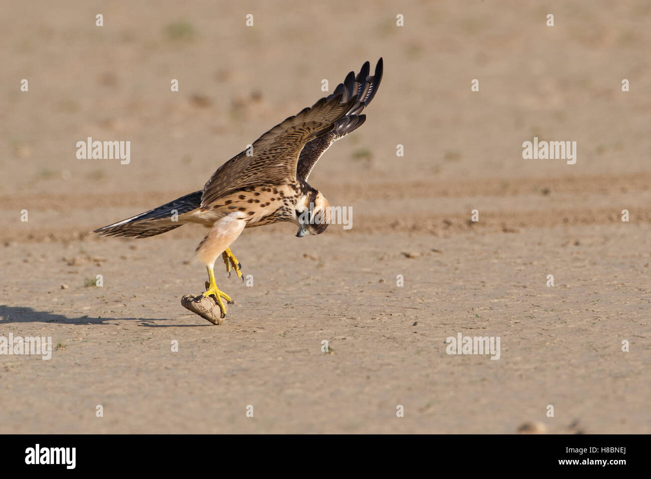 Lanner Falcon (Falco biarmicus) juvenile taking flight carrying rock ...