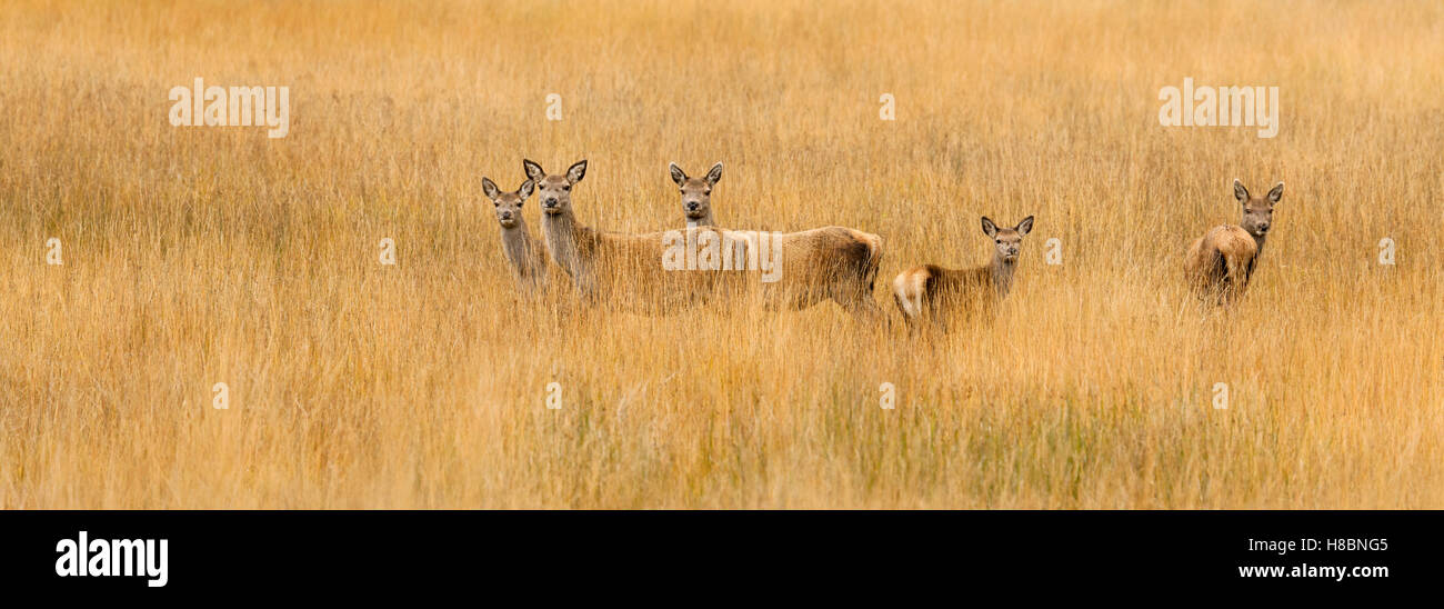 Red Deer (Cervus elaphus) family of in high grass, Glen Etive, Scotland ...