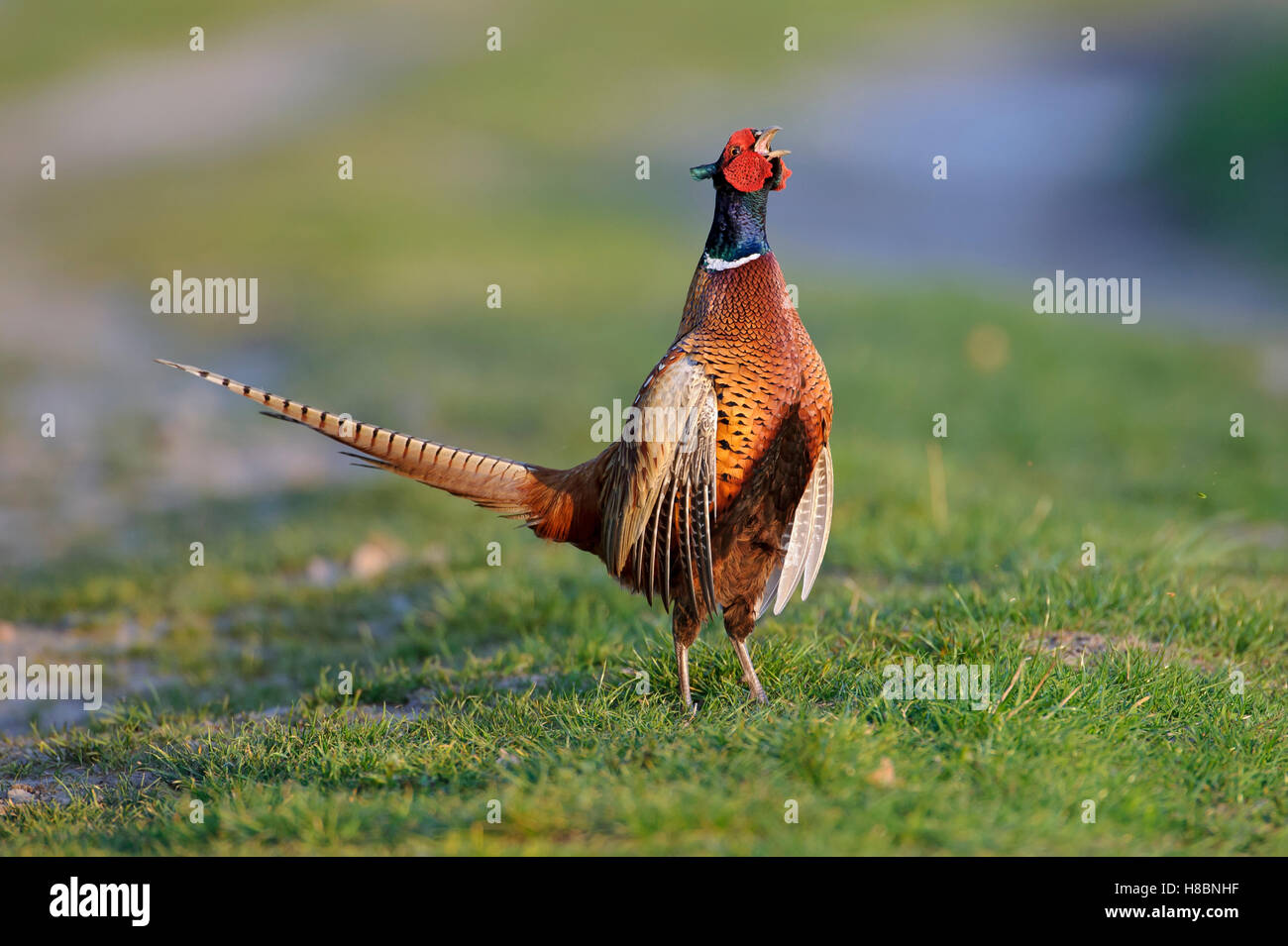 Ring-necked Pheasant (Phasianus colchicus) male showing courtship ...