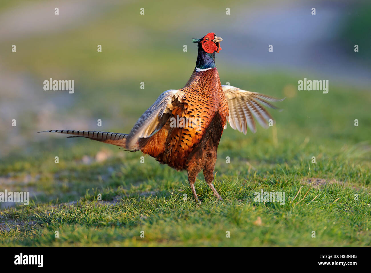 Ring-necked Pheasant (Phasianus colchicus) male showing courtship behavior, Vechta, Lower Saxony ...