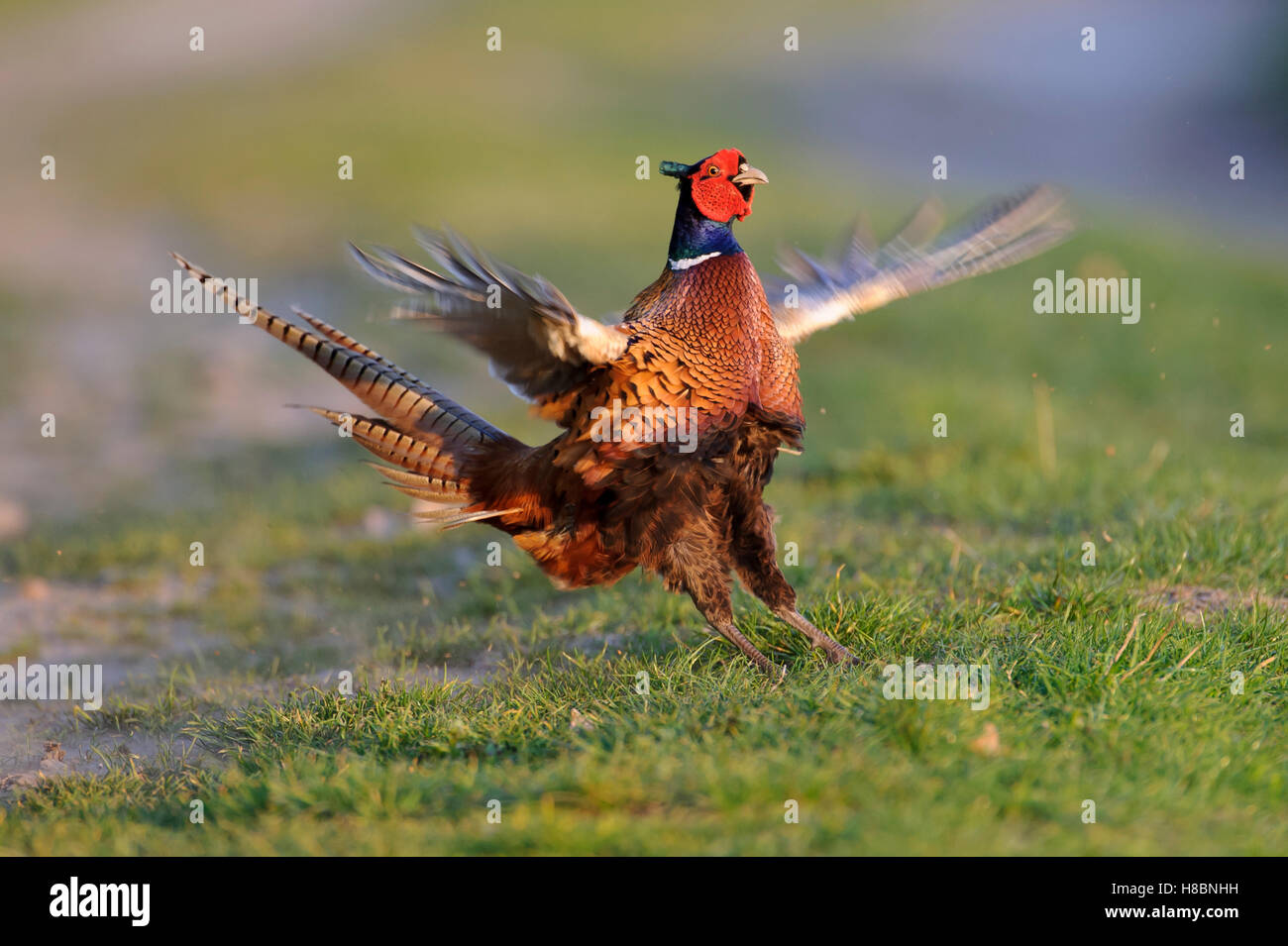 Ring-necked Pheasant (Phasianus colchicus) male displaying, Vechta ...