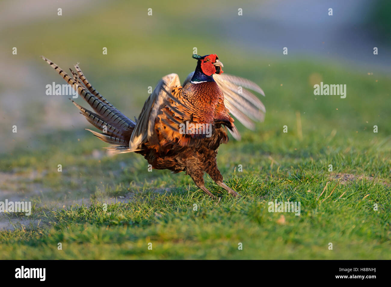 Ring-necked Pheasant (Phasianus colchicus) male displaying, Vechta ...