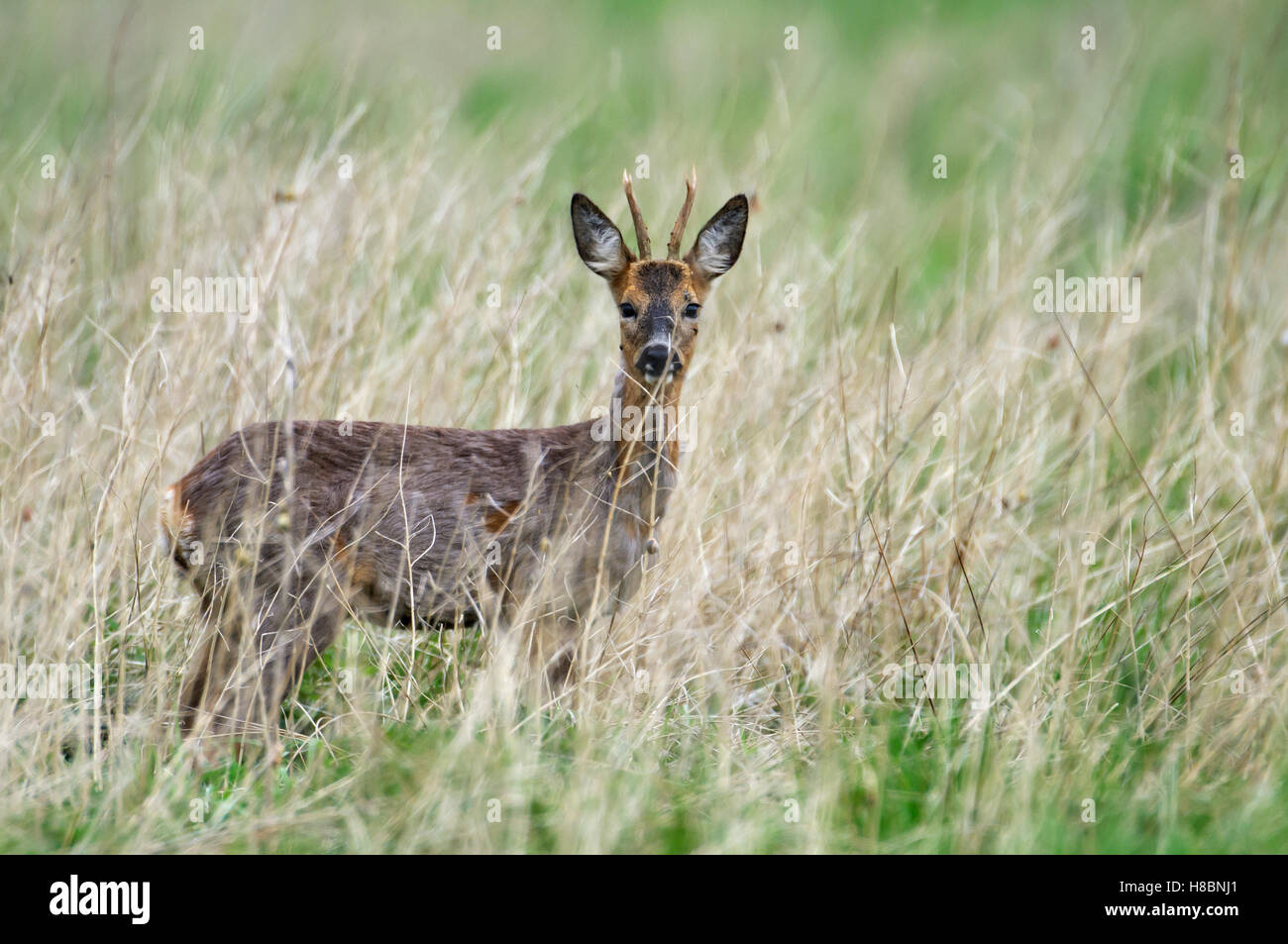 Western Roe Deer (Capreolus capreolus) buck, Vechta, Lower Saxony ...