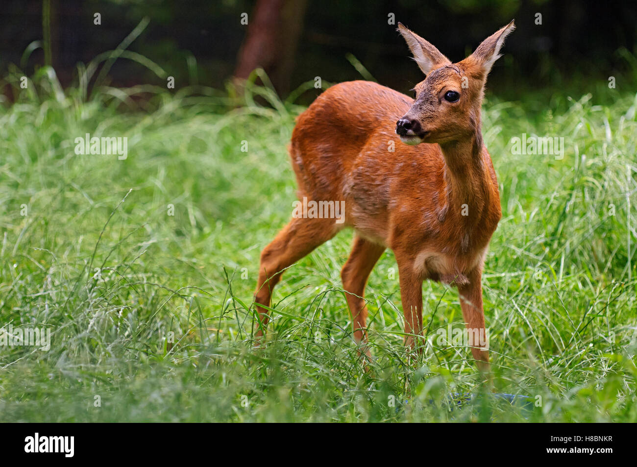 Western Roe Deer (Capreolus capreolus) female, Vechta, Lower Saxony ...