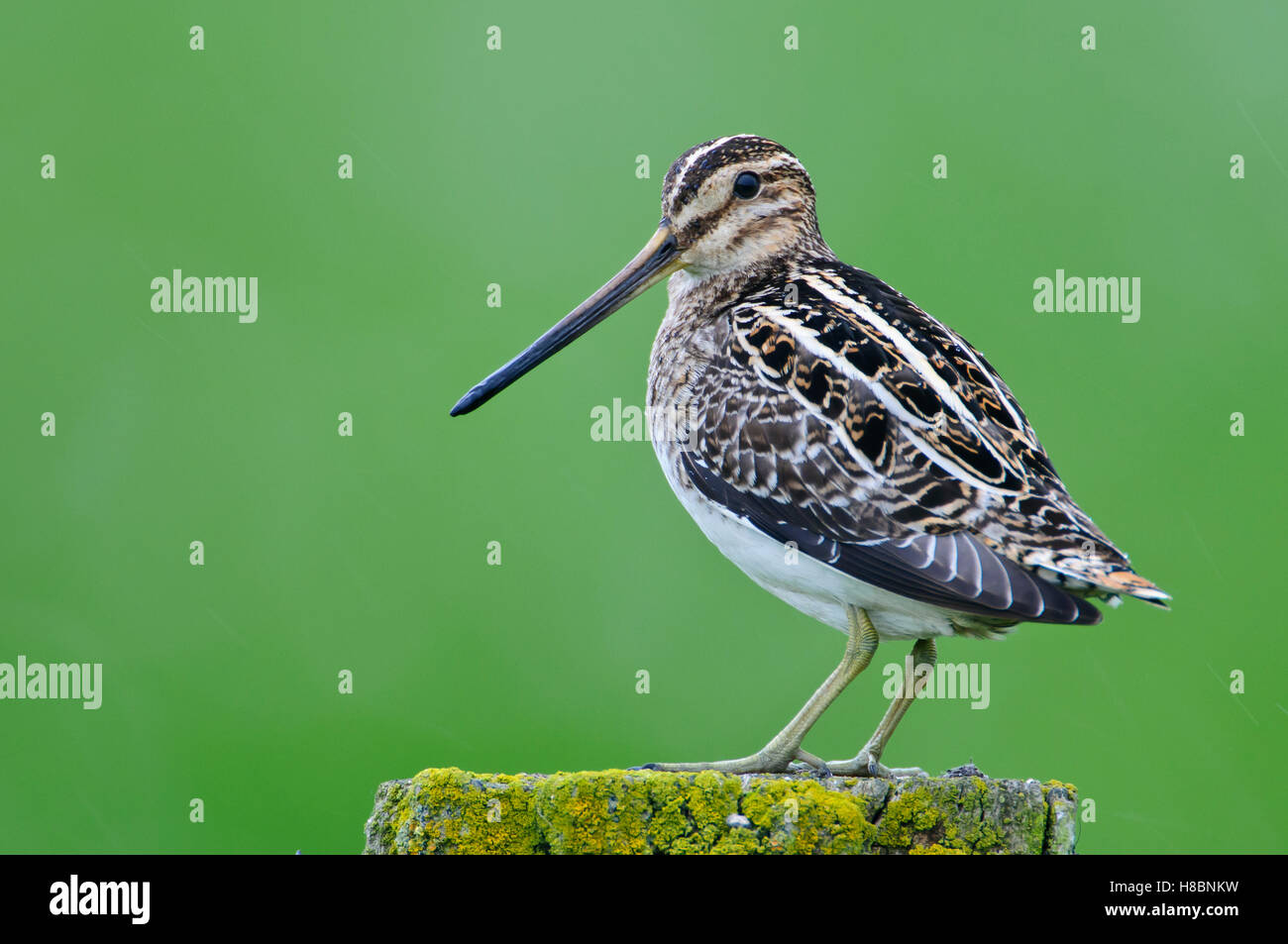 Common Snipe (Gallinago gallinago), Dummer See, Lemforde, Lower Saxony ...