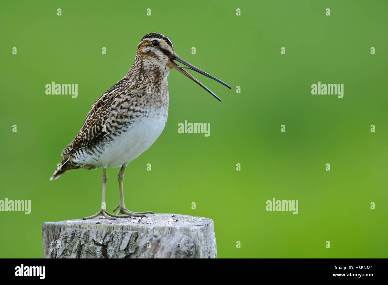 Common Snipe (Gallinago gallinago) calling, Dummer See, Lemforde, Lower ...