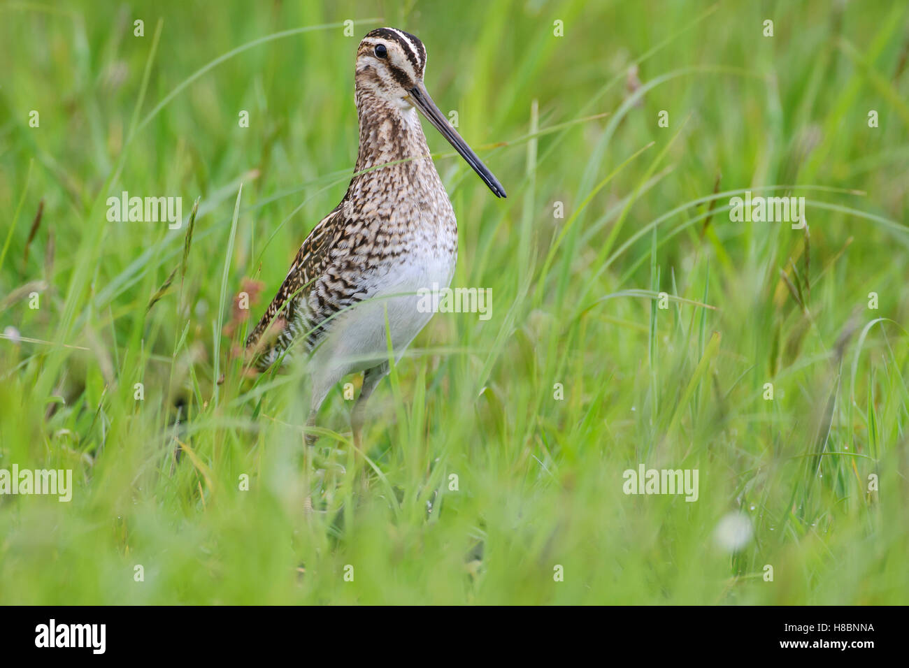Common Snipe (Gallinago gallinago) in the grass, Dummer See, Lemforde ...