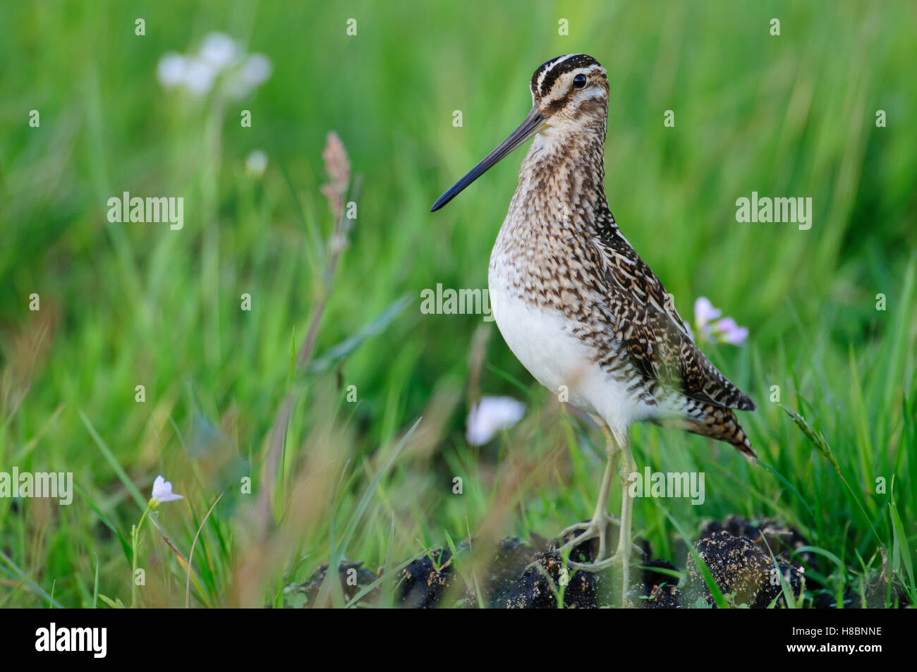 Common Snipe (Gallinago gallinago), Dummer See, Lemforde, Lower Saxony ...