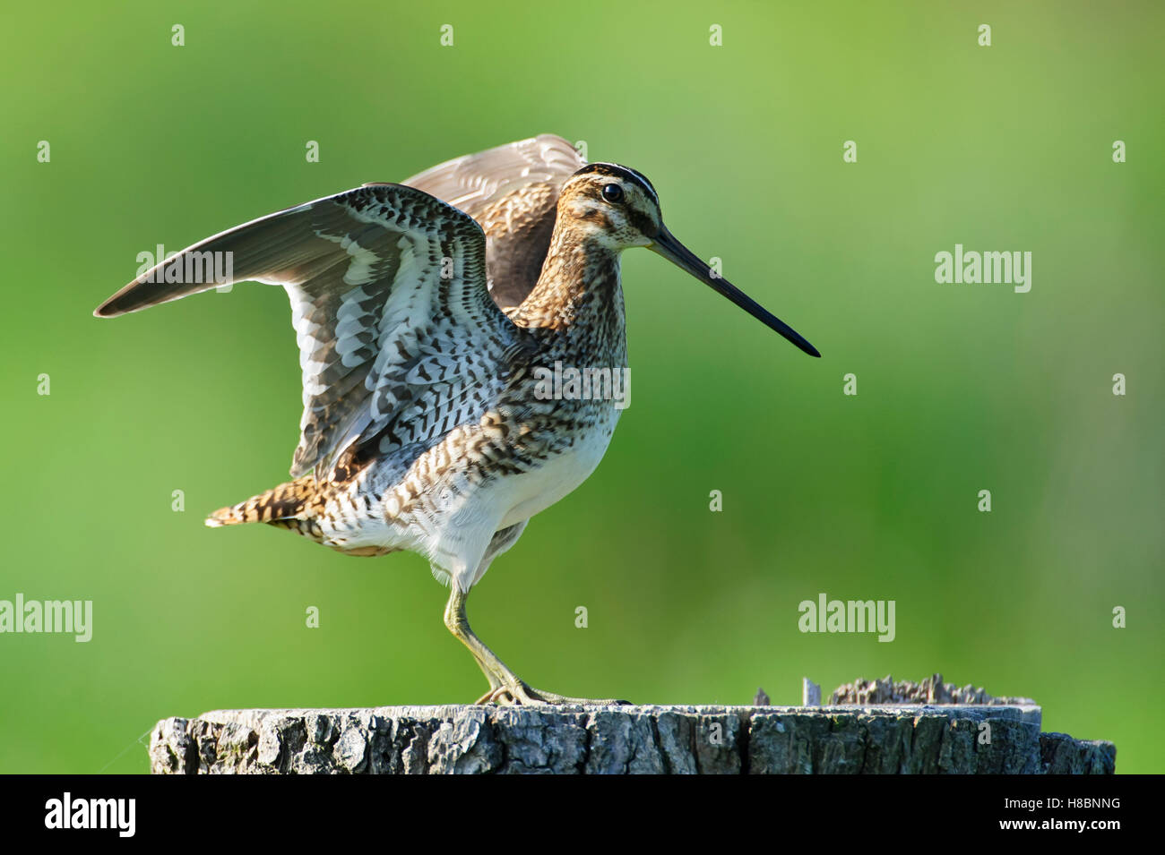 Common Snipe (Gallinago gallinago) landing on a pole, Dummer See ...