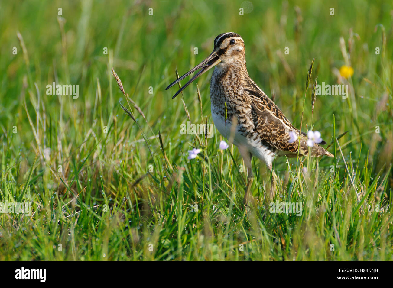 Common Snipe (Gallinago gallinago) calling, Dummer See, Lemforde, Lower ...