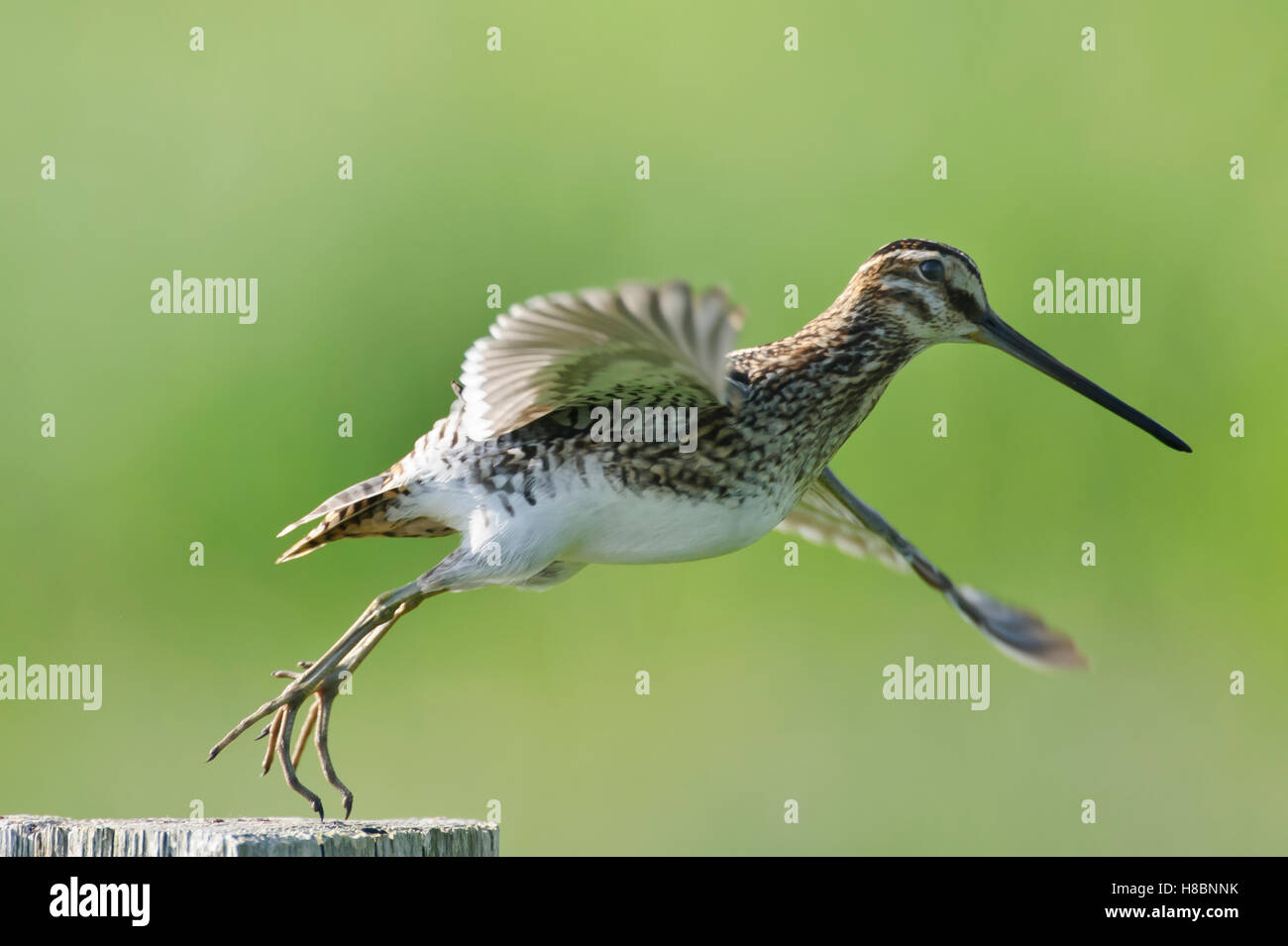 Common Snipe (Gallinago gallinago) taking flight, Dummer See, Lemforde ...