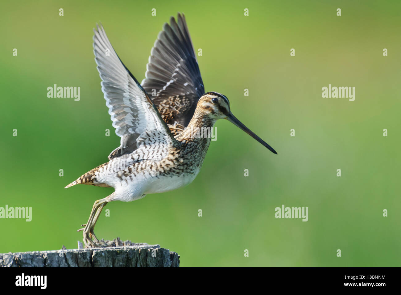 Common Snipe (Gallinago gallinago) taking off from a pole, Dummer See ...