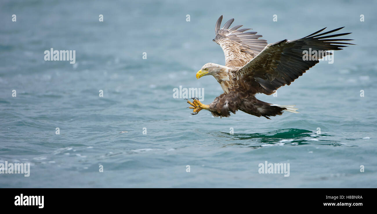 White-tailed Eagle (Haliaeetus albicilla) striking at fish with ...