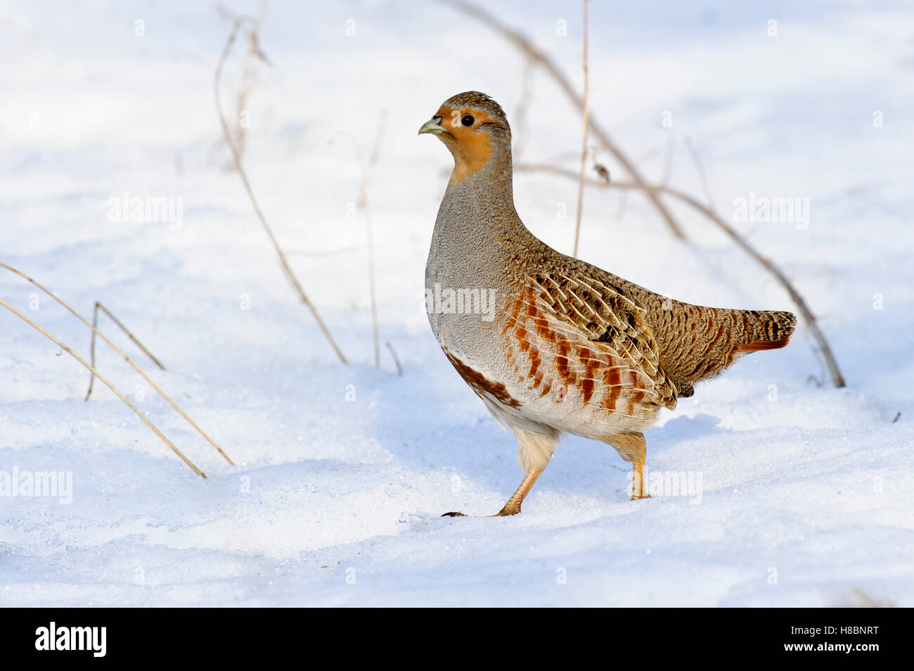European Partridge (Perdix perdix) walking in the snow, Vechta, Lower ...