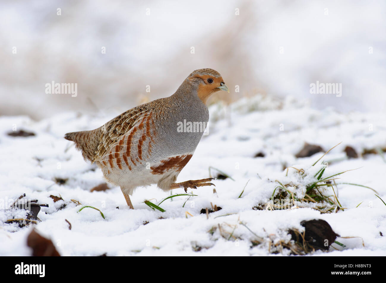 European Partridge (Perdix perdix) walking in snow, Vechta, Lower ...