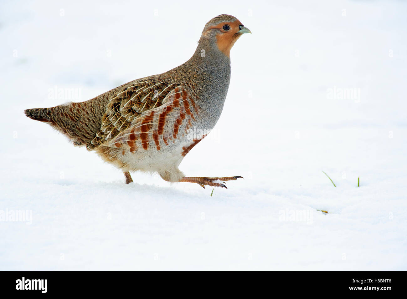 European Partridge (Perdix perdix) walking in the snow, Vechta, Lower ...