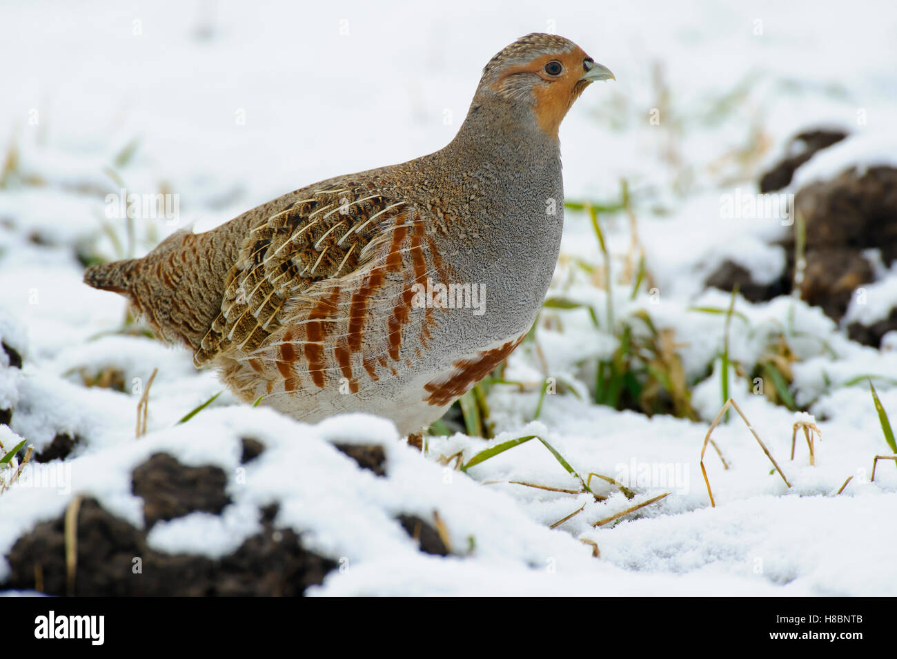 European Partridge (Perdix perdix) in snow, Vechta, Lower Saxony ...