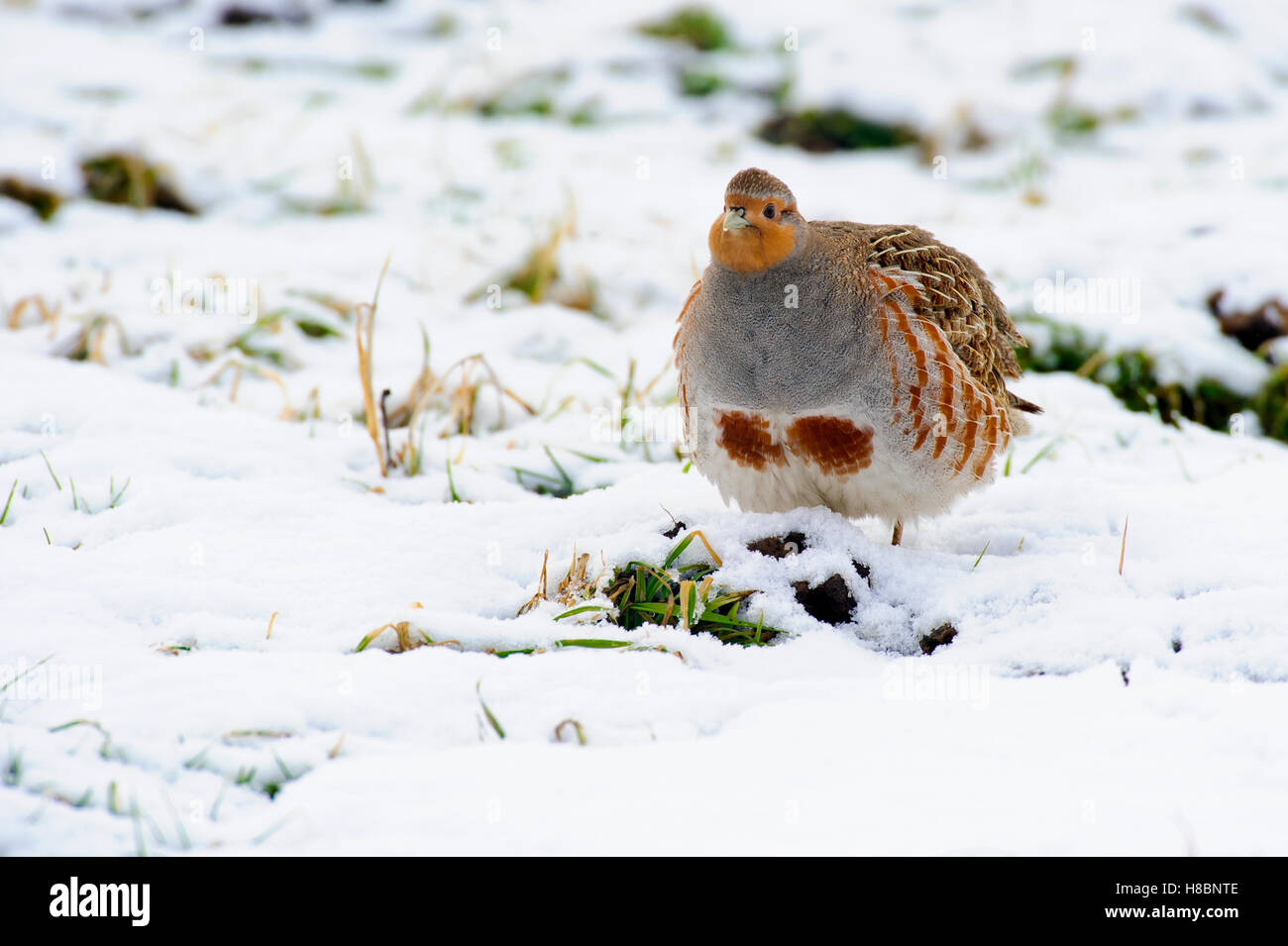 European Partridge (Perdix perdix) in snow, Vechta, Lower Saxony ...