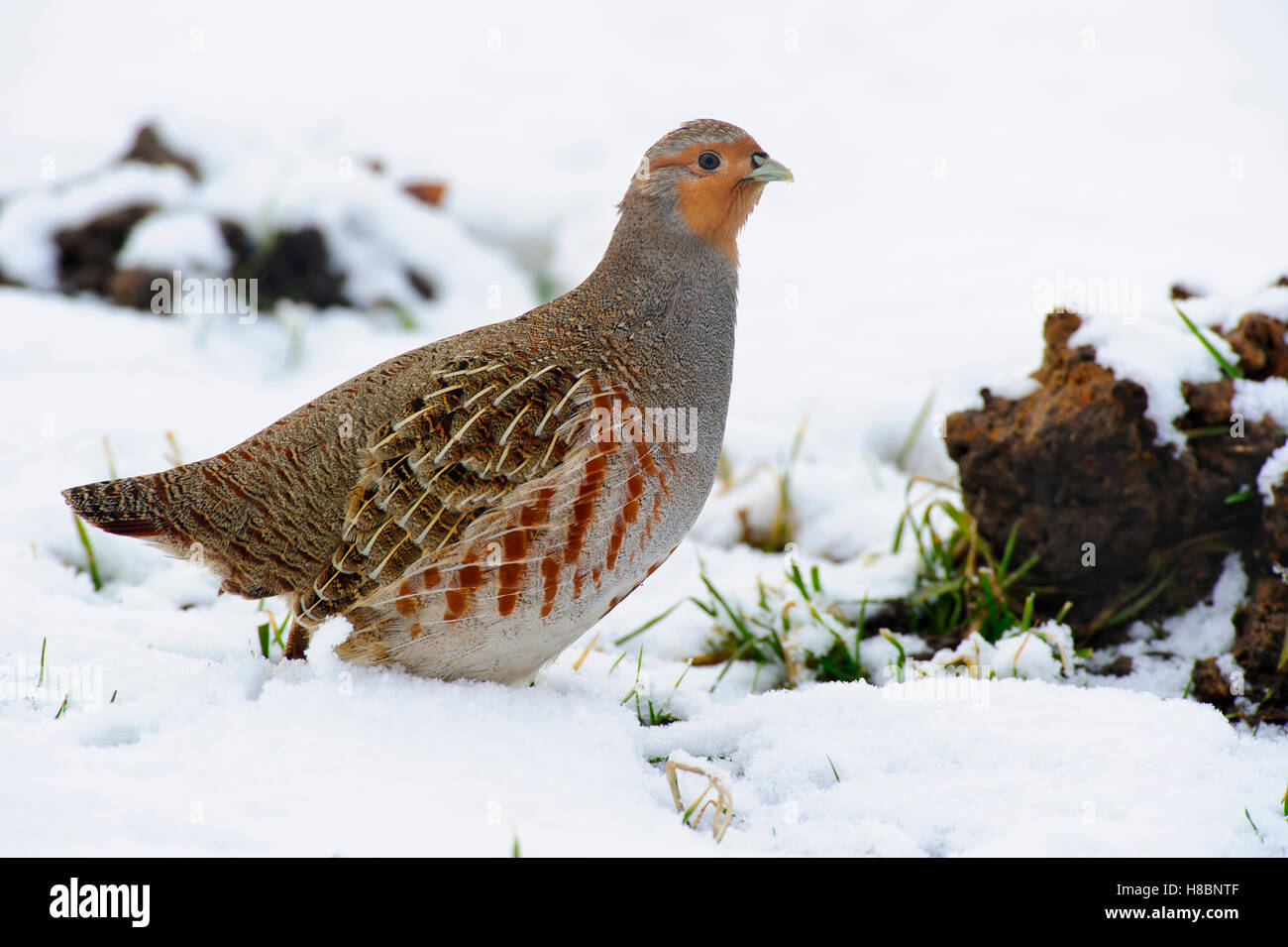 European Partridge (Perdix perdix) in the snow, Vechta, Lower Saxony ...