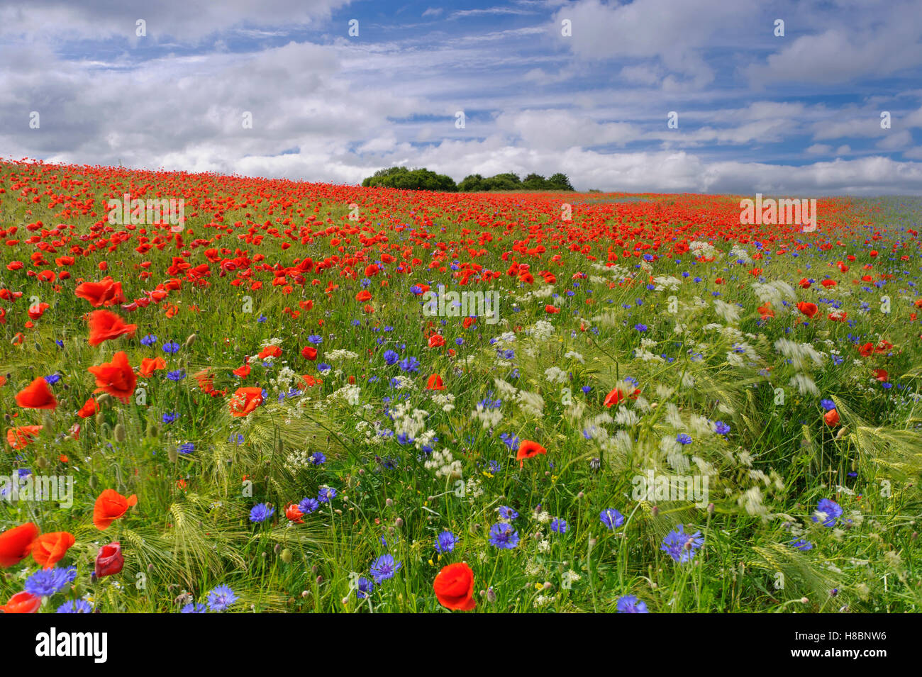 Red Poppy (Papaver rhoeas) and bachelor's button in field, Feldberg ...