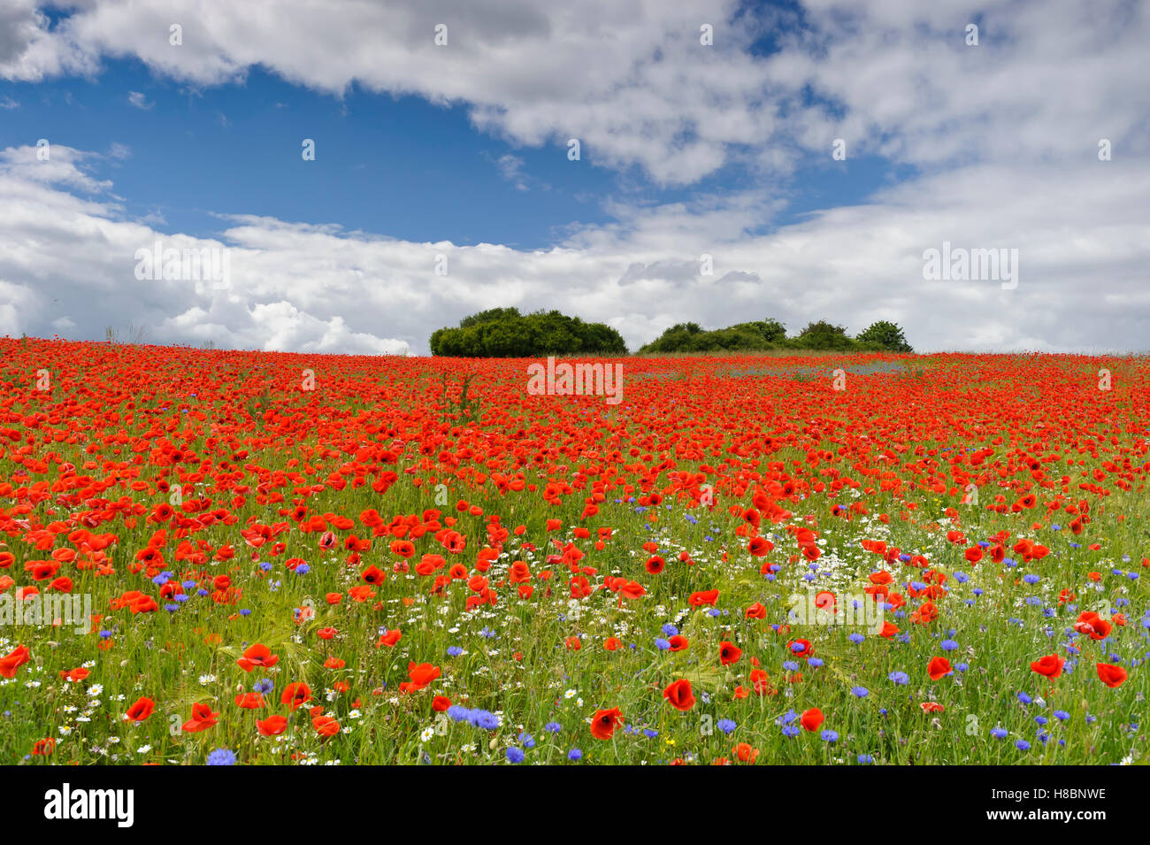 Red Poppy (Papaver rhoeas) flowering in field, Feldberg, Mecklenburg ...
