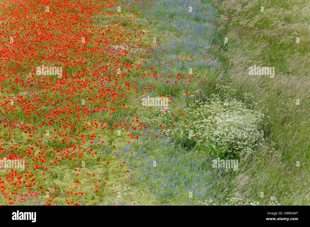 Red Poppy (Papaver rhoeas) flowering in field, Feldberg, Mecklenburg ...