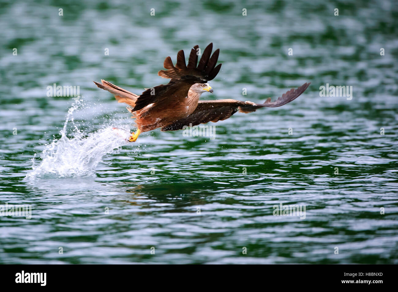 Black Kite (Milvus migrans) hunting for fish, Feldberg, Mecklenburg ...