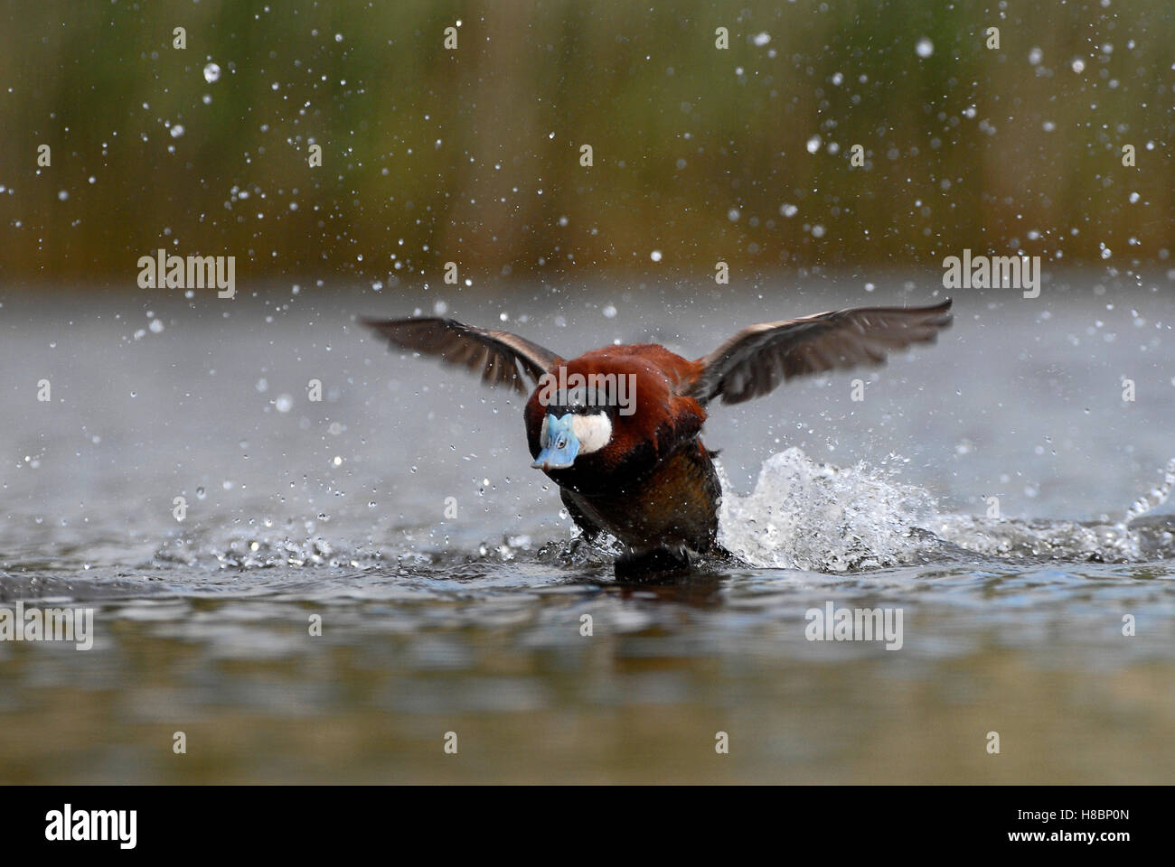 Ruddy Duck (Oxyura jamaicensis) male taking flight from water ...