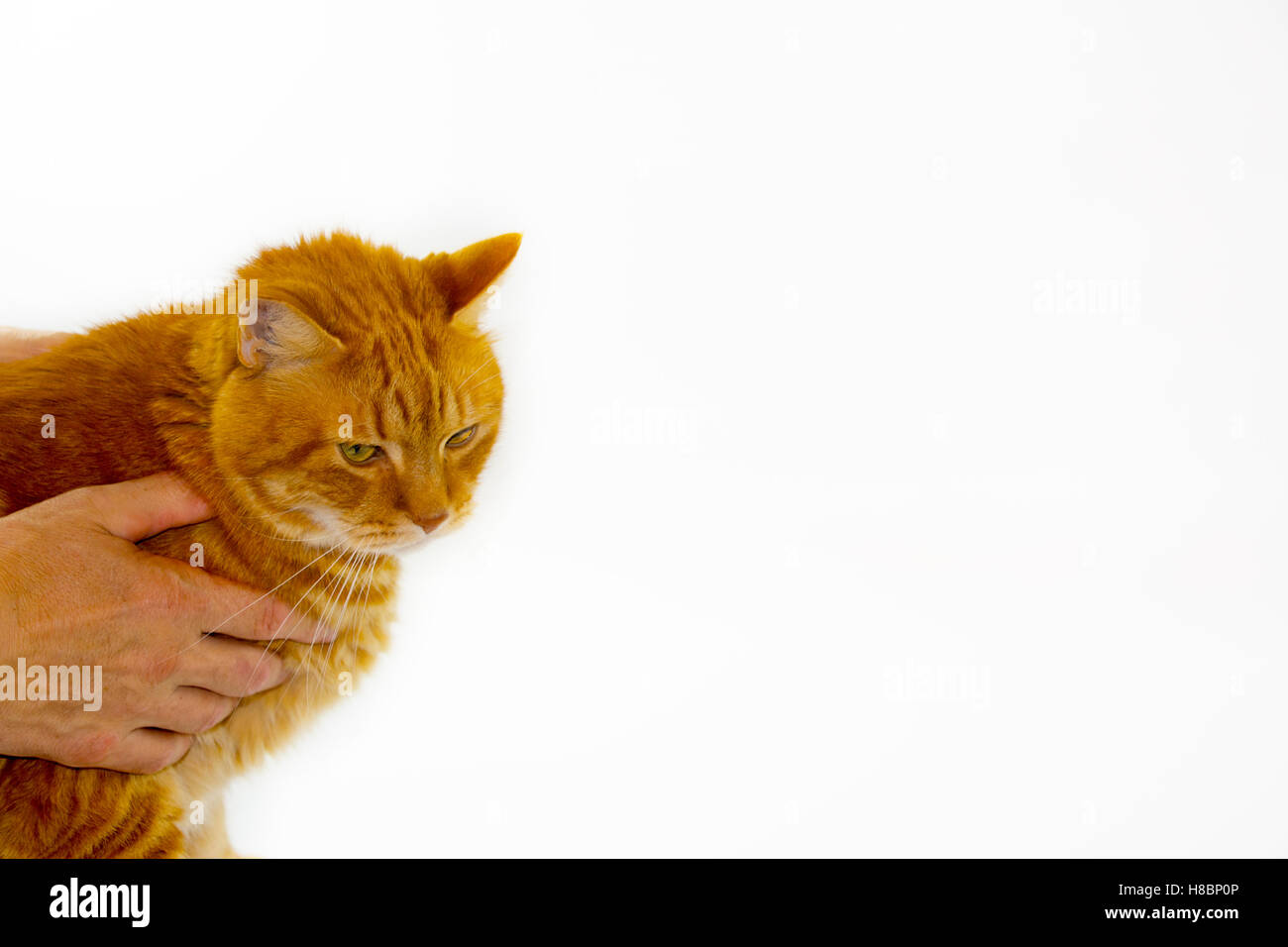 Orange cat hand hi-res stock photography and images - Alamy