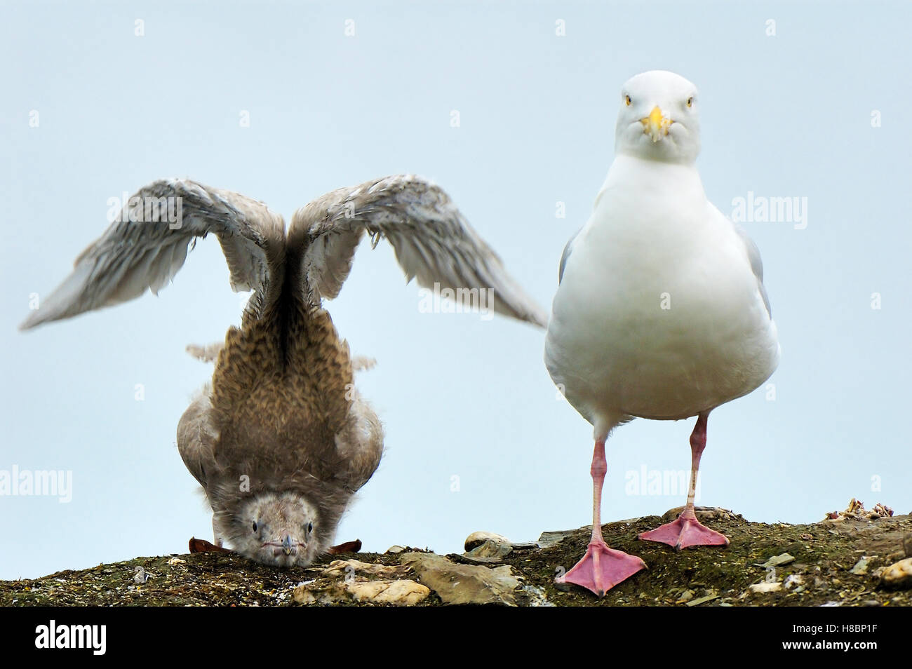 Glaucous Gull (Larus hyperboreus) with chick stretching, Svalbard ...
